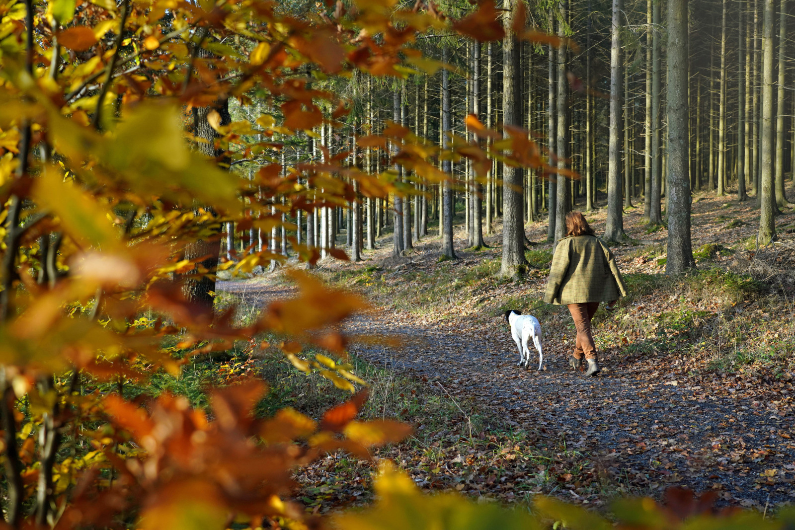 Met je hond naar de Belgische Ardennen - Wandel