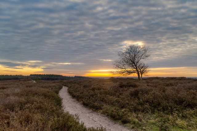 Wandelen langs de leukste boscafés in Nederland - Wandel