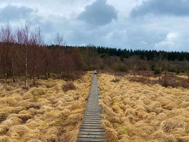 Verslag wandelvakantie Hoge Venen: veenmoerassen en lieflijke beekjes ...