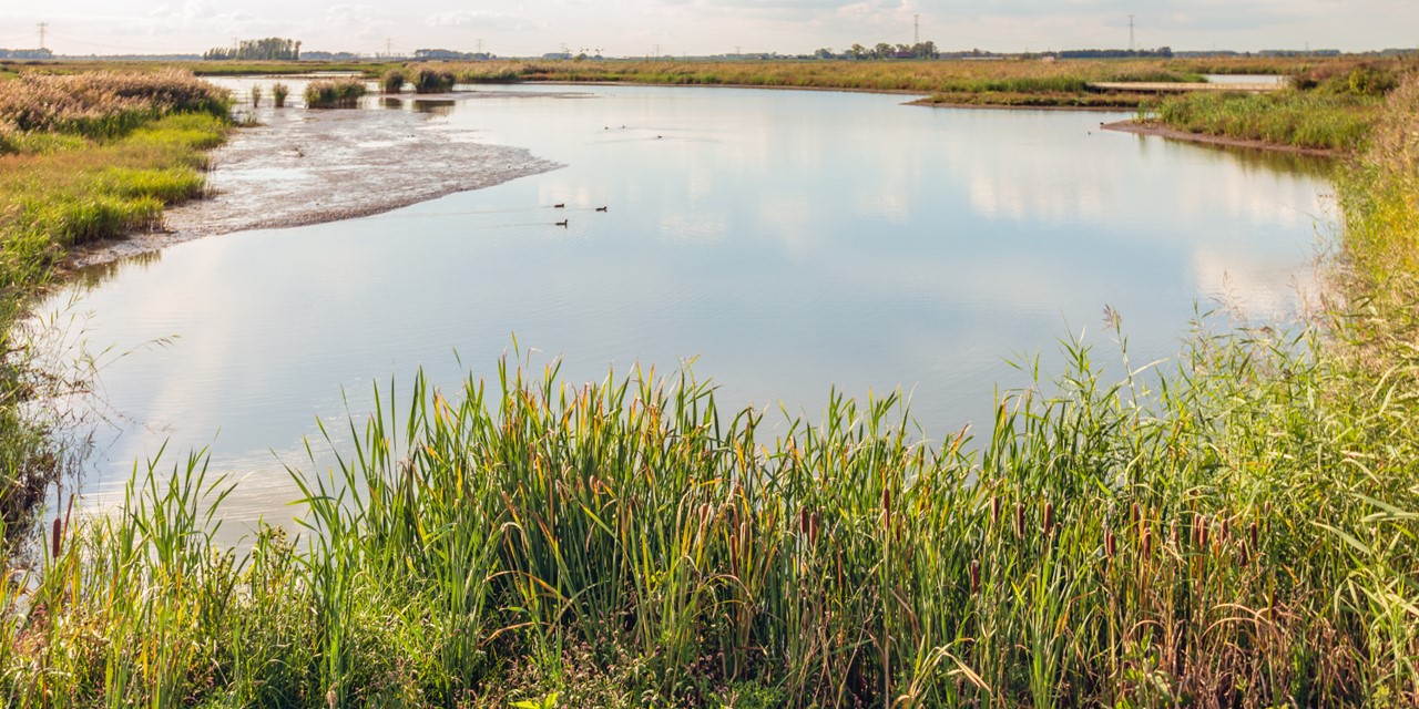 Biesboschpad: rondje Jantjesplaat-Deeneplaat - Wandel Biesboschpad: rondje Jantjesplaat-Deeneplaat - Wandel