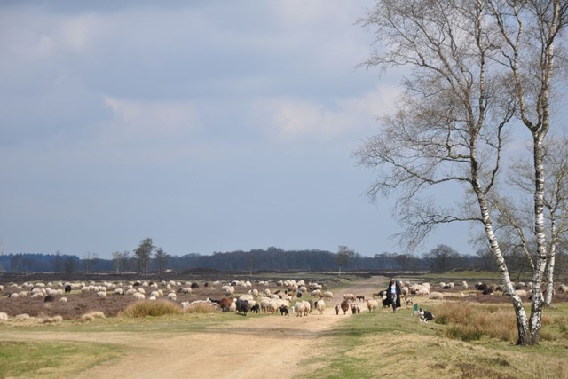 Wandelroute Balloërveld: Balloo - Wandel
