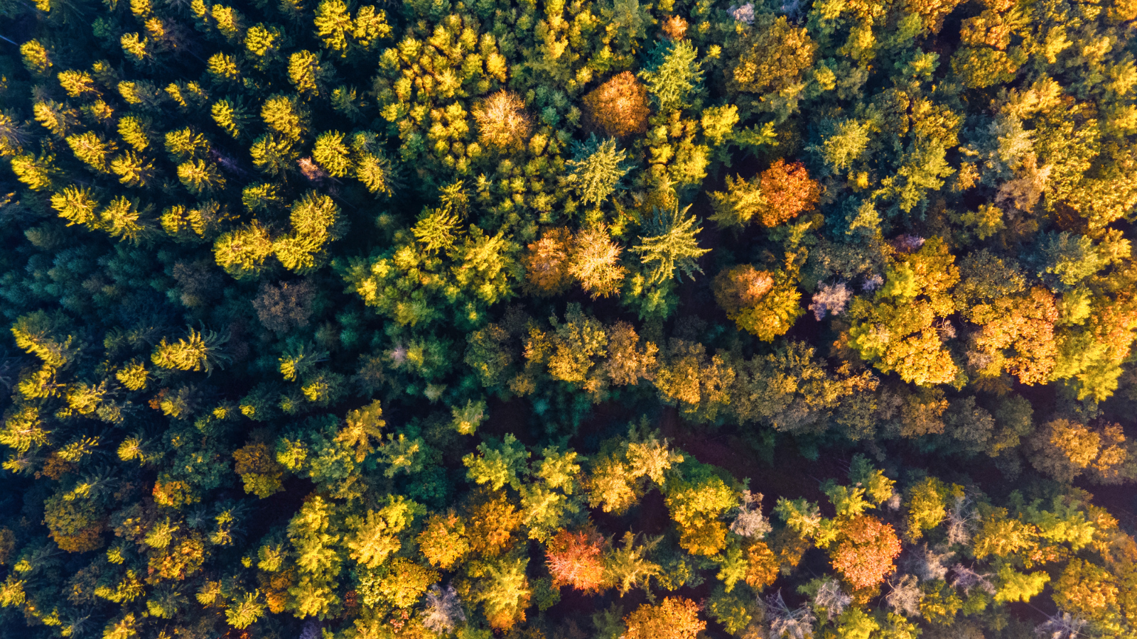 Wandelroute Balloërveld: Balloo - Wandel