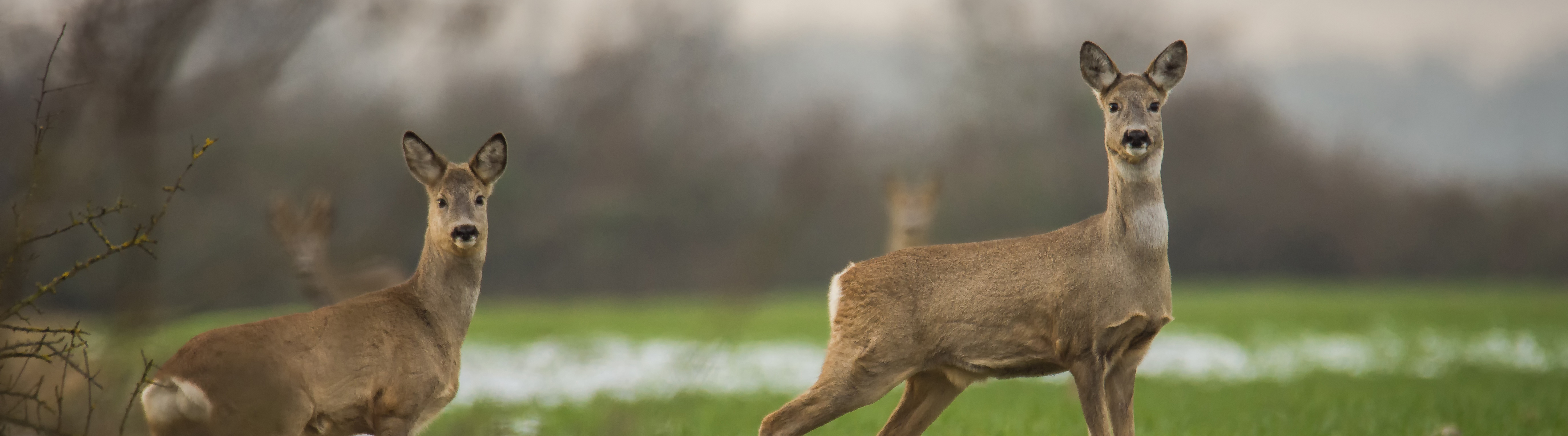 Speuren naar dierensporen tijdens je wandeling - Wandel